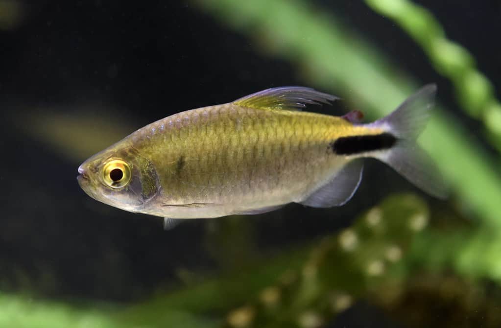 Congo Tetra/Long-fin Tetra-African Bio-tank! | Tankofish