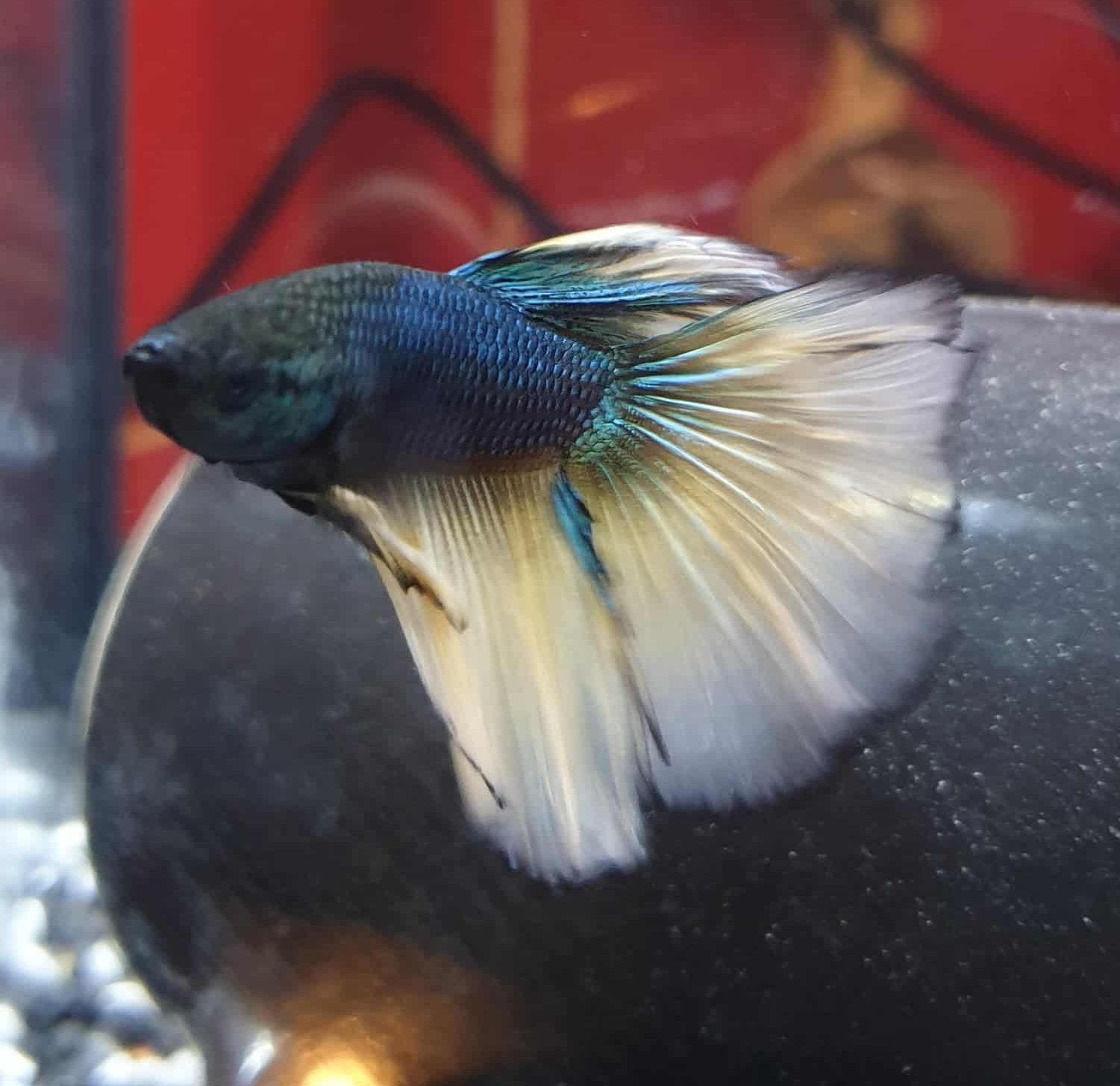 Why Fish Poop & What Does It Tell Us About Our Fish? | Tankofish