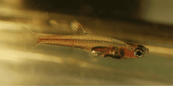 Smallest Fish The Indonesian Super Dwarf | Tankofish