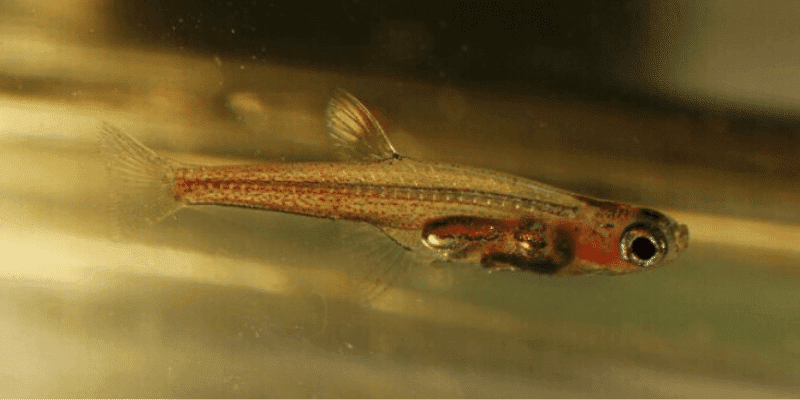 Small Fish: What's the smallest fish? | Tankofish