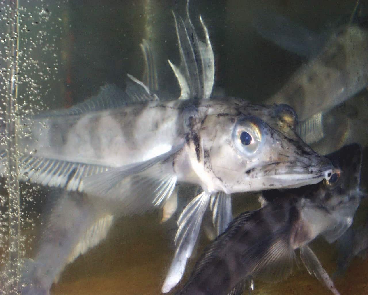 How Comes Icefish/Polar Fish Don't Freeze To Death | Tankofish