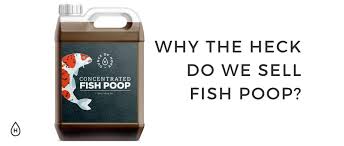 Do Fish Poop? What's Hanging On My Fishes Behind? | Tankofish