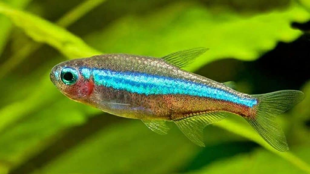 Neon Tetra Water Conditions And Tank Parameters | Tankofish