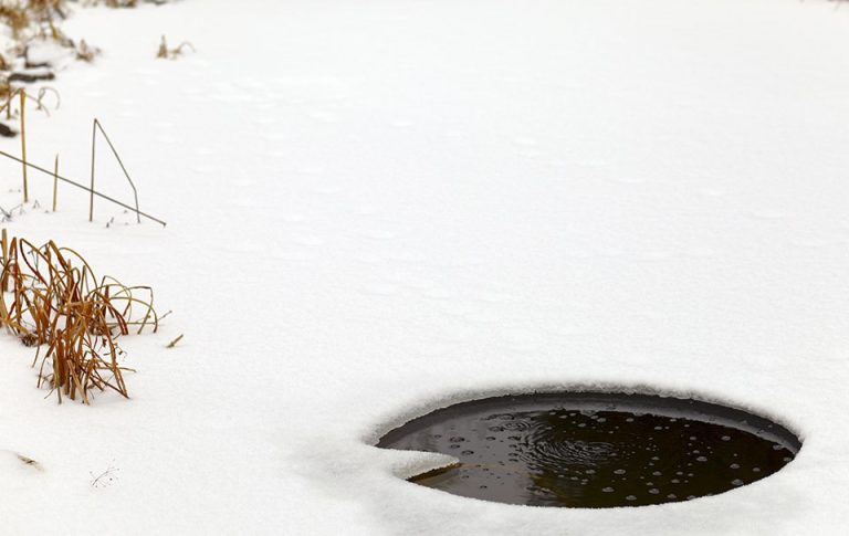 Do Fish Hibernate What Is Torpor | Tankofish