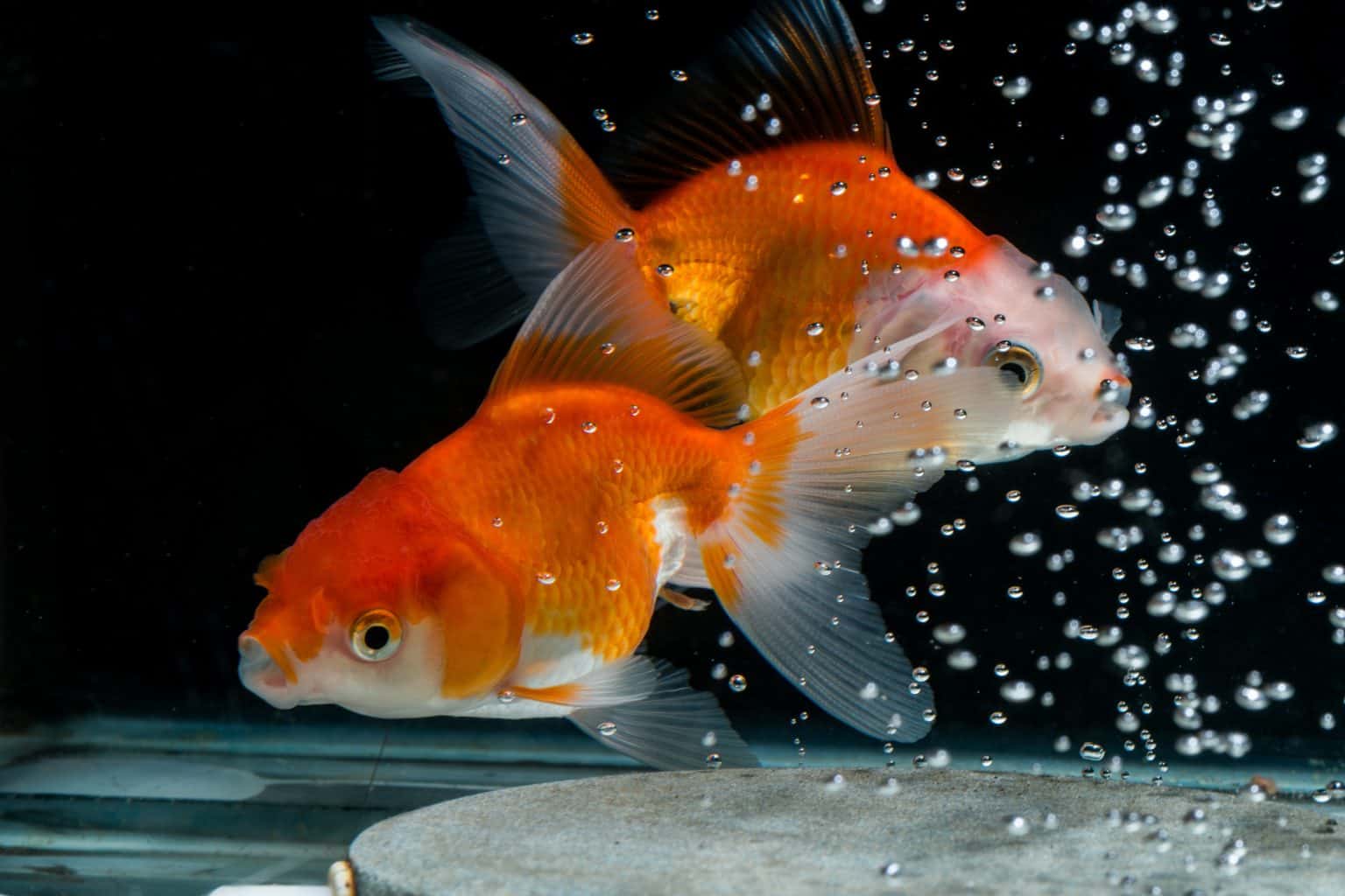 Do Fish Have Internal Or External Fertilization? Find Out In This ...