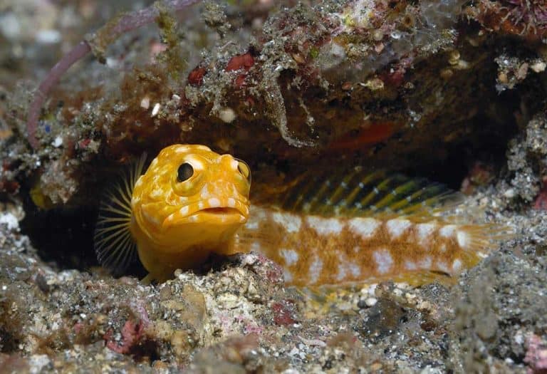 How Long Does It Take Fish Eggs To Hatch? New Eggs Fast 1- 16 Days ...
