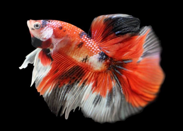 Marbled Betta 101: Marbling Magic Stunning Genes | Tankofish