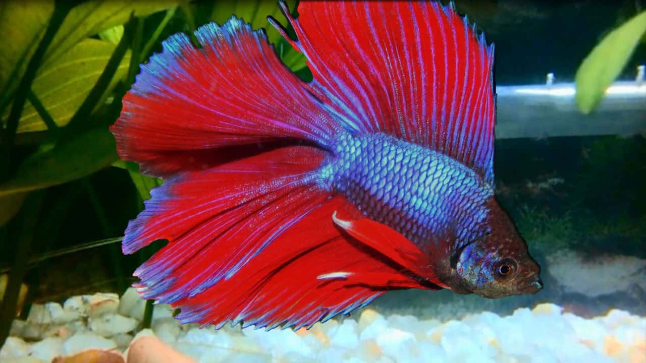 10 Amazing Delta Tail Betta Fish You Won't Believe Exist | Tankofish