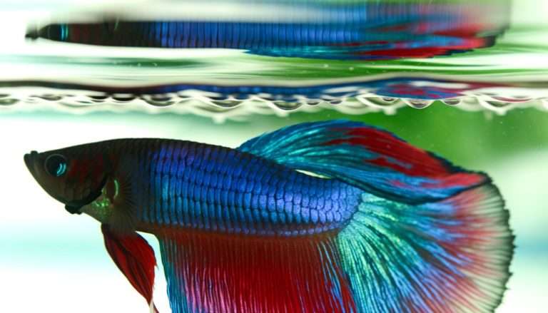 Can Betta Fish See Color? | Tankofish